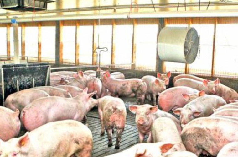 БНХАУ Гахайн махны үнэ огцом өссөнөөс үүдэн инфляц дээд хэмжээндээ хүрчээ