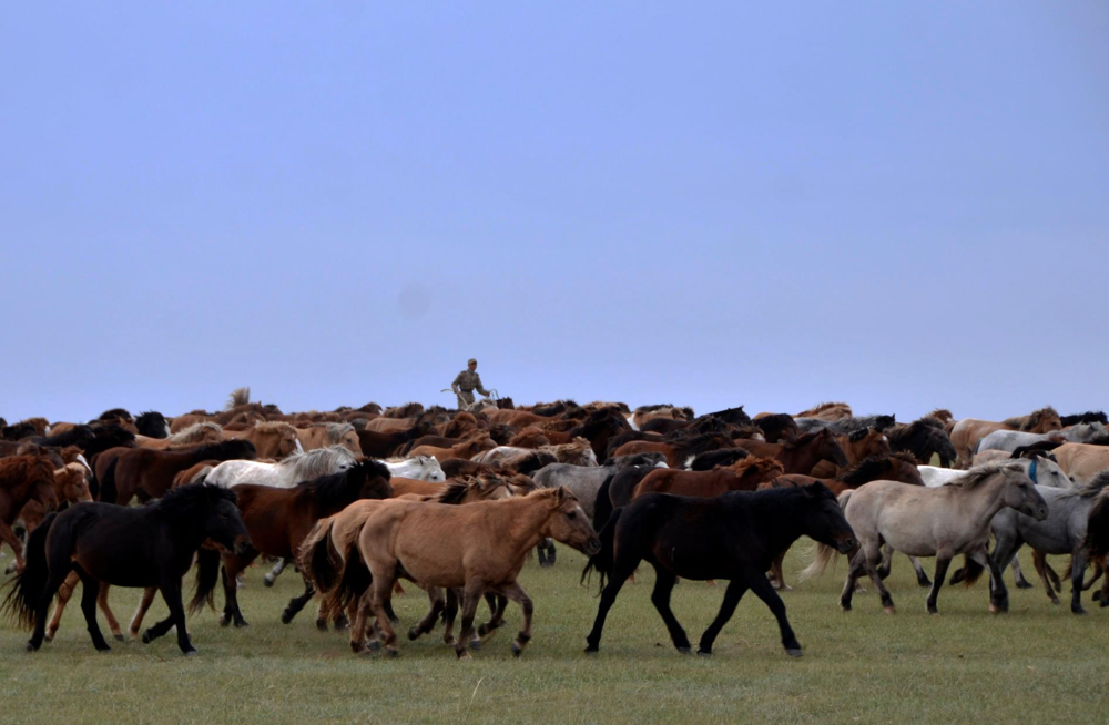 Хилчид амралтын өдрүүдээр улсын хилд тулсан 1630 тооны малыг тогтоожээ
