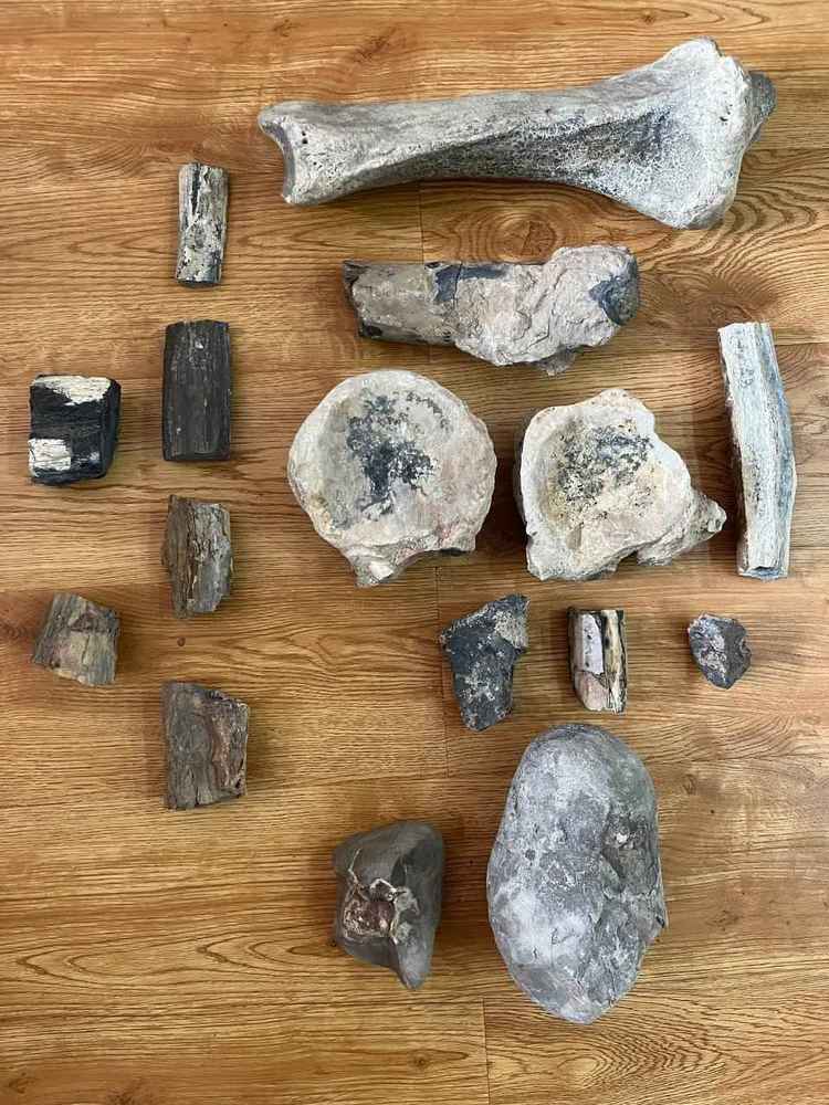 Үлэг гүрвэлийн чулуужсан өндөг яс зарахыг завдсан хэргийг илрүүлжээ